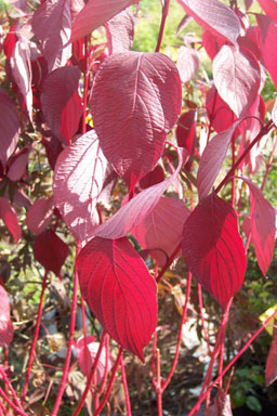 Galway Garden Centre Galway Ireland Plants for winter interest